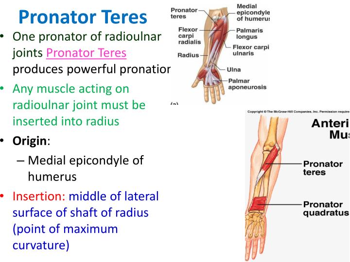PPT - Muscles of the Anterior Forearm PowerPoint Presentation - ID:2417770