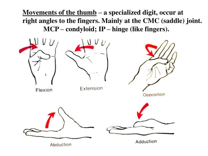 PPT - Muscles of the Anterior Forearm PowerPoint Presentation - ID:2417770