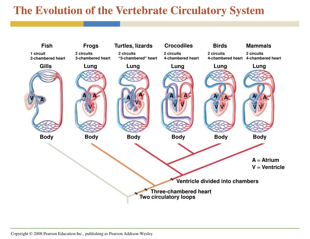 PPT - Closed and Open Circulatory Systems PowerPoint Presentation, free ... PPT - Closed and Open Circulatory Systems PowerPoint Presentation, free ...