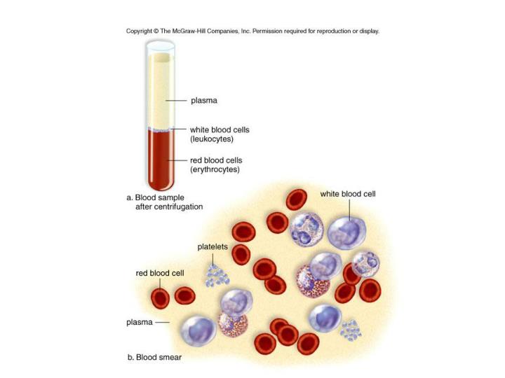 PPT - Types of Epithelial Tissues in the Vertebrates PowerPoint ...