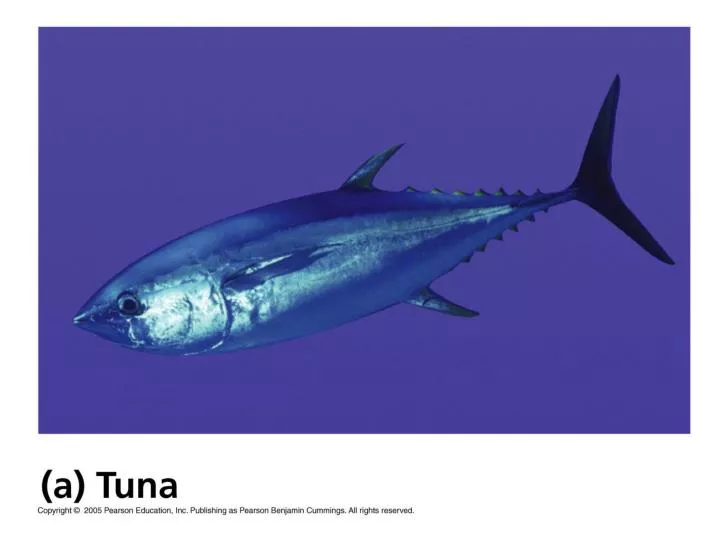 PPT - Types of Epithelial Tissues in the Vertebrates PowerPoint ...