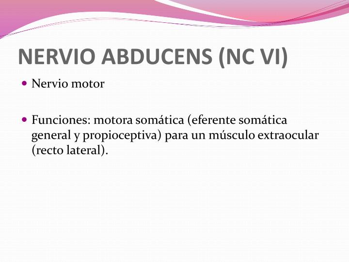 PPT - Pares Craneales PowerPoint Presentation - ID:2418063
