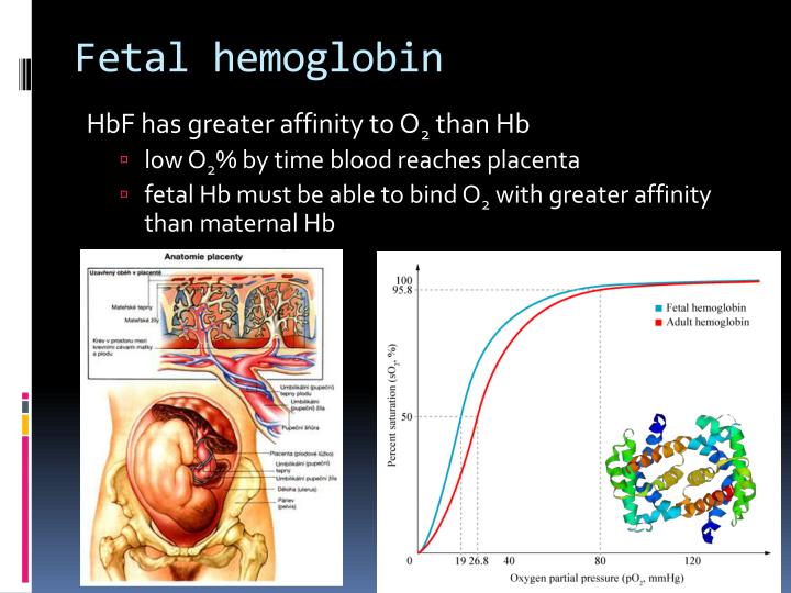 PPT - Respiration and Gas exchange PowerPoint Presentation - ID:2418205