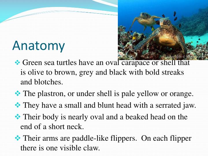 PPT - Green Sea Turtle Chelonia mydas PowerPoint Presentation - ID:2418305