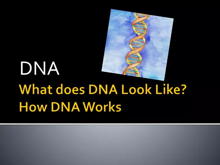 PPT - What does DNA Look Like? How DNA Works PowerPoint Presentation ...