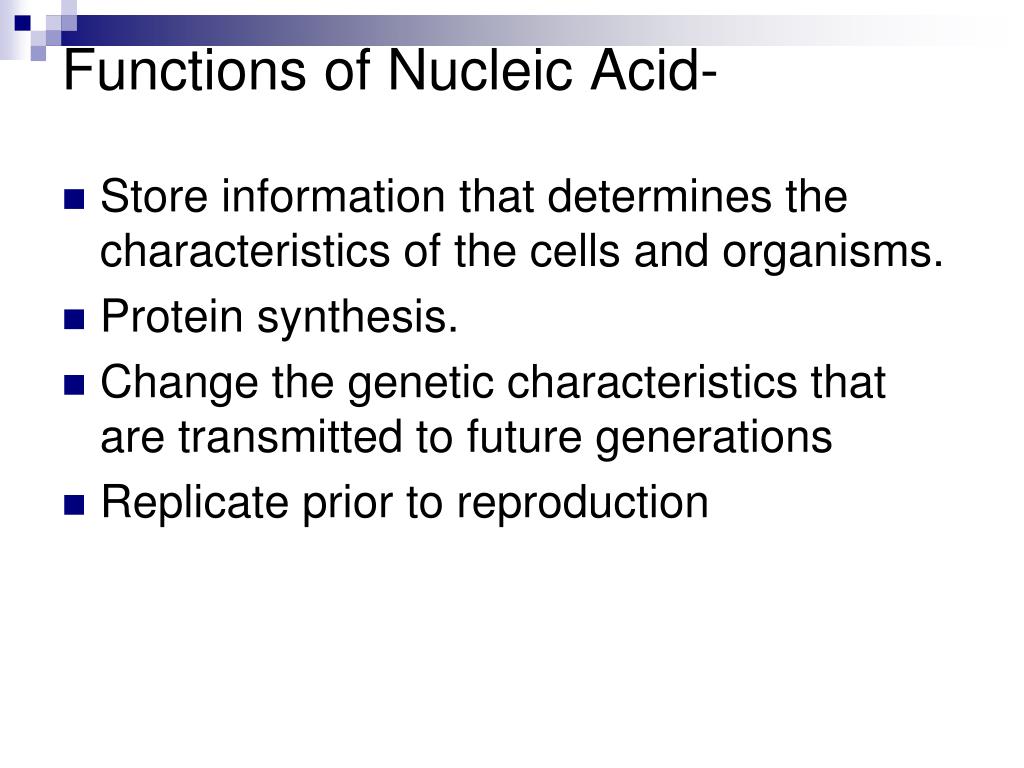 PPT - Understanding Molecular Biology: DNA, RNA, and Protein Synthesis ...