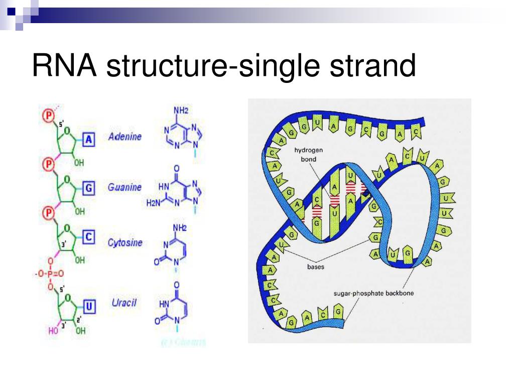 PPT - It is the branch of biology that deals with the molecular basis ...