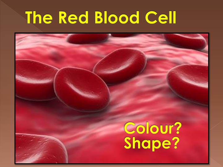 PPT - SPECIALISED CELLS PowerPoint Presentation - ID:2419357