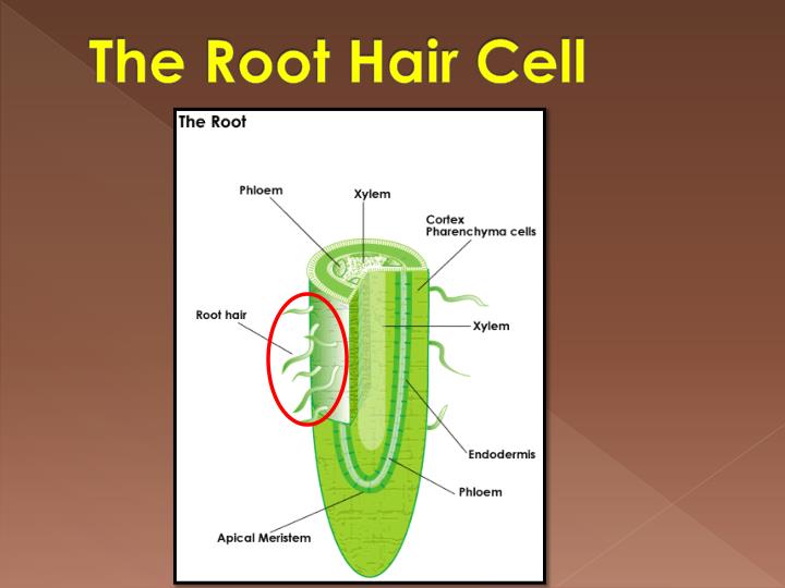 PPT - SPECIALISED CELLS PowerPoint Presentation - ID:2419357