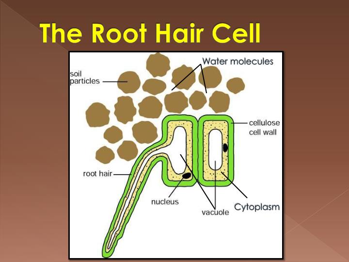 PPT - SPECIALISED CELLS PowerPoint Presentation - ID:2419357