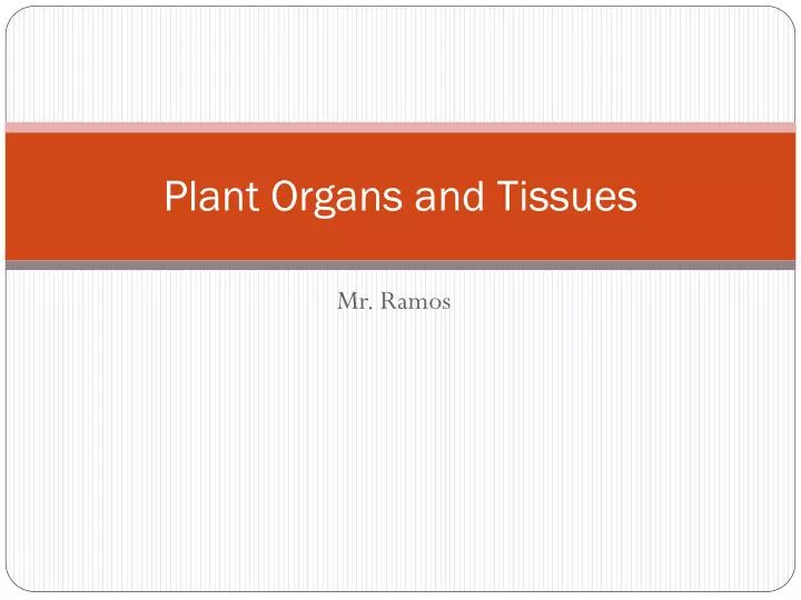 Ppt Plant Tissues And Organs Powerpoint Presentation
