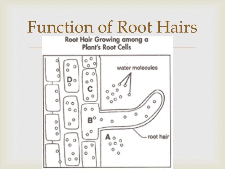 PPT - Roots PowerPoint Presentation - ID:2419597