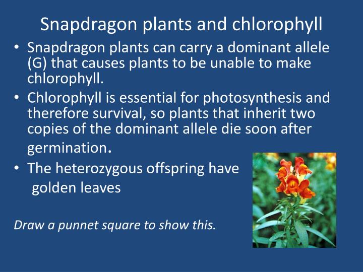 PPT - Lethal alleles PowerPoint Presentation - ID:2420666