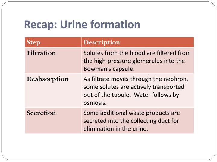 PPT - Urine formation PowerPoint Presentation - ID:2420714