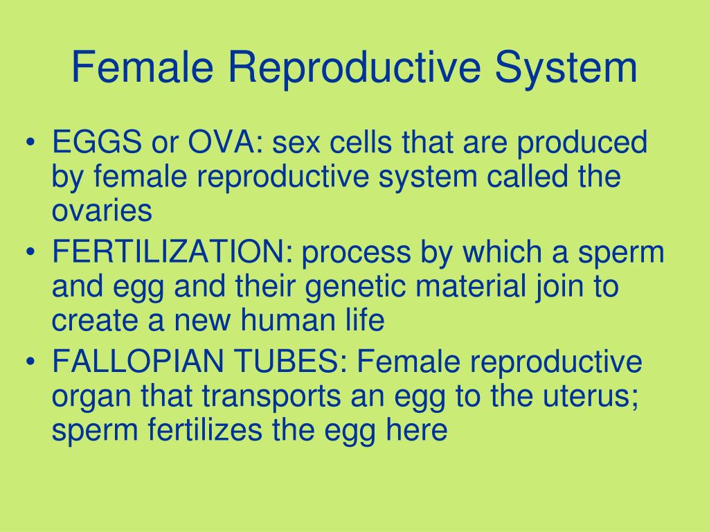 PPT - UNIT 6: Sex Education, Human Reproduction, and STDs PowerPoint ...