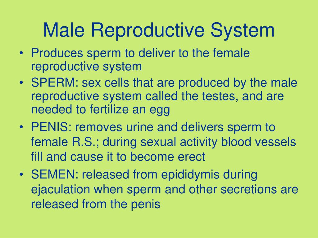 PPT - UNIT 6: Sex Education, Human Reproduction, and STDs PowerPoint ...