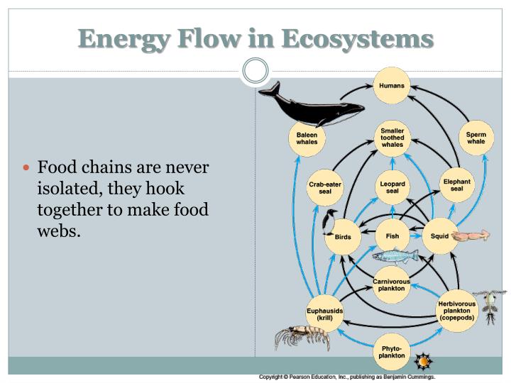 PPT - Energy Flow in Ecosystems PowerPoint Presentation - ID:2421169