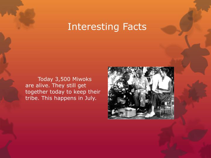 PPT - The Miwok A California Native American Tribe PowerPoint ...
