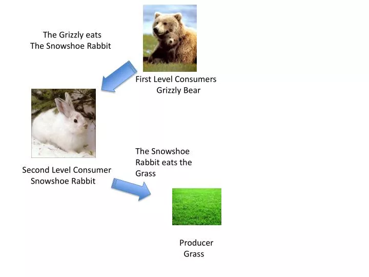 PPT - First Level Consumers Grizzly Bear PowerPoint Presentation, free ...