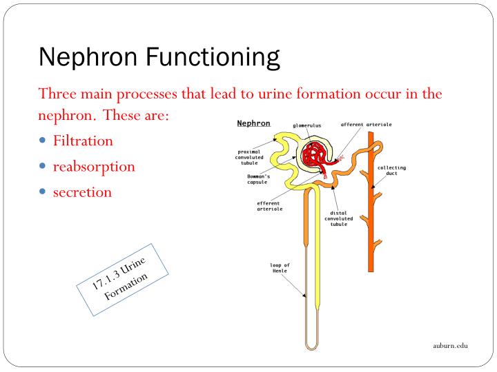 PPT - Maintaining a Balance Topic 17: Nephron Functioning PowerPoint ...