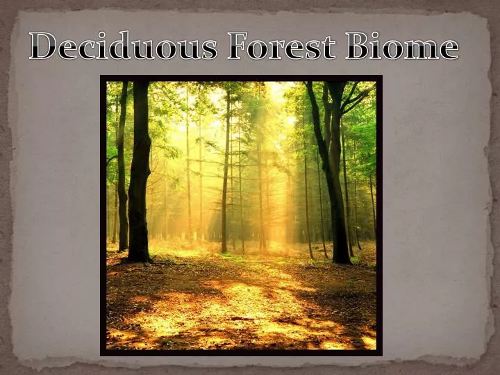 PPT - Deciduous Forest Biome PowerPoint Presentation, free download ...