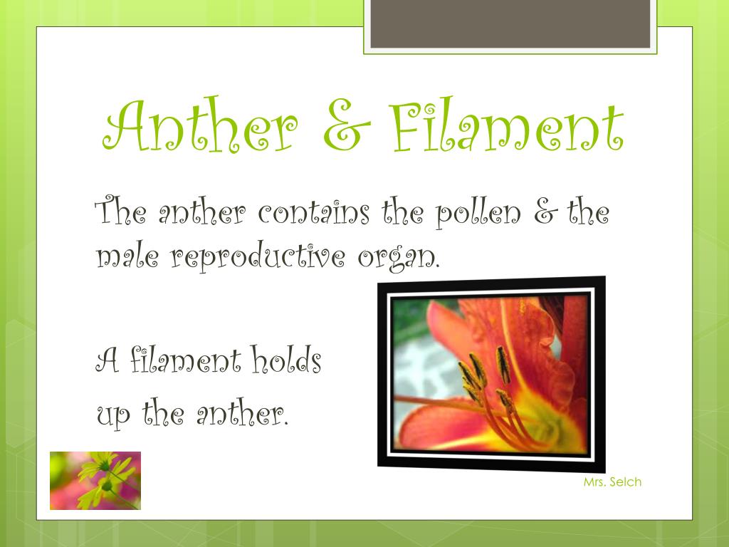 PPT - Parts of a Plant & Flower PowerPoint Presentation, free download ...