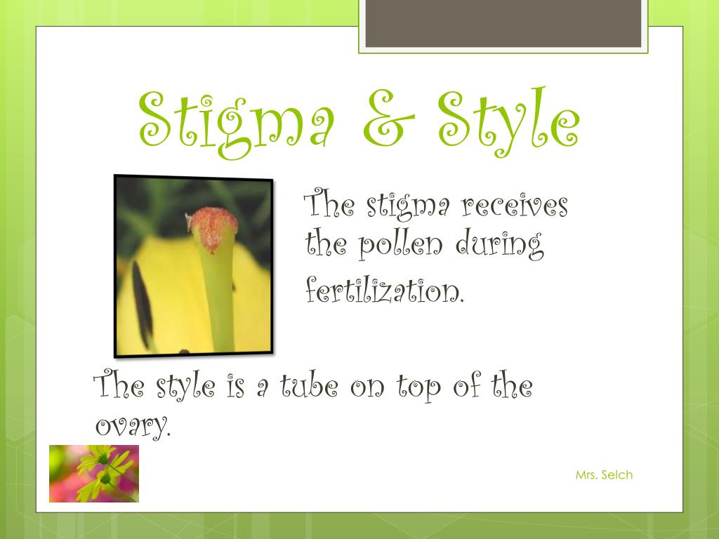 PPT - Parts of a Plant & Flower PowerPoint Presentation, free download ...