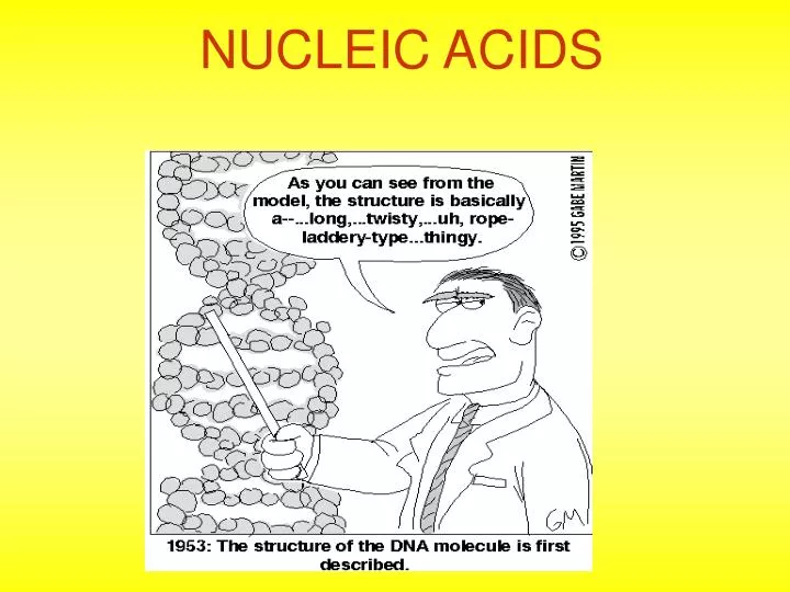 Ppt Nucleic Acids Powerpoint Presentation Free Download Id2421509 2325