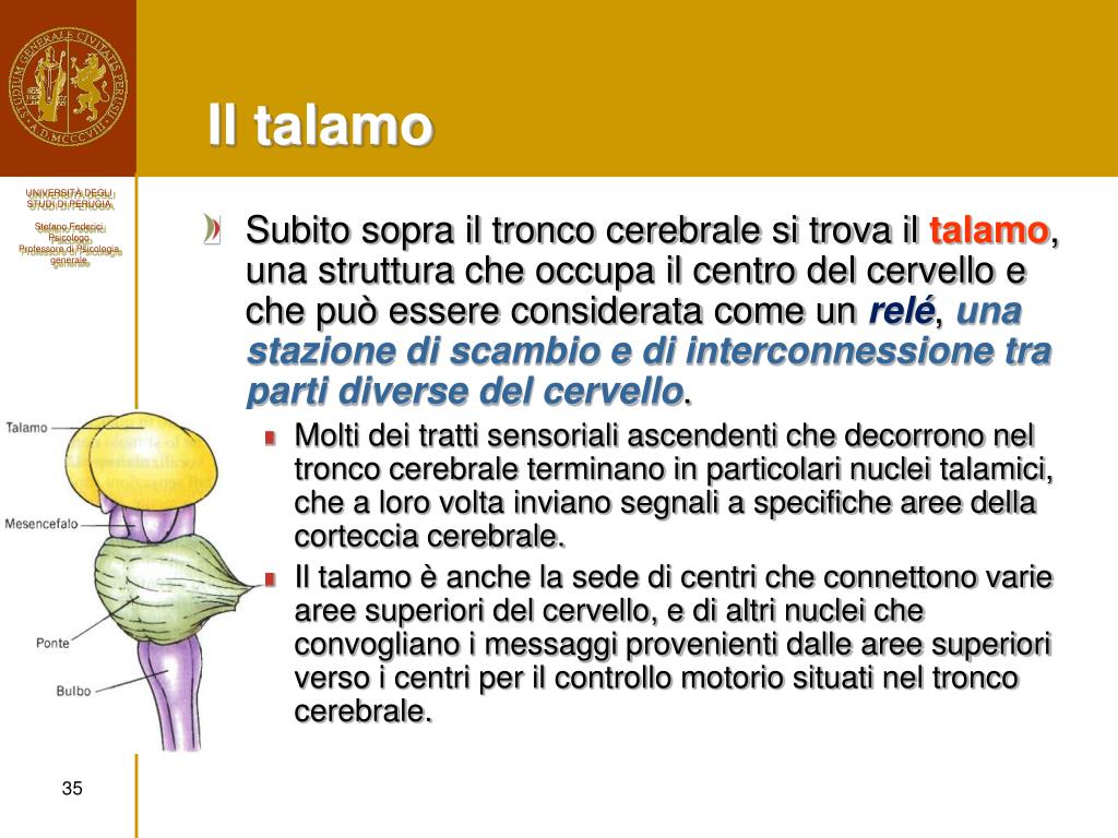 PPT - Corso 2 – Fondamenti anatomo-fisiologici della mente PowerPoint ...