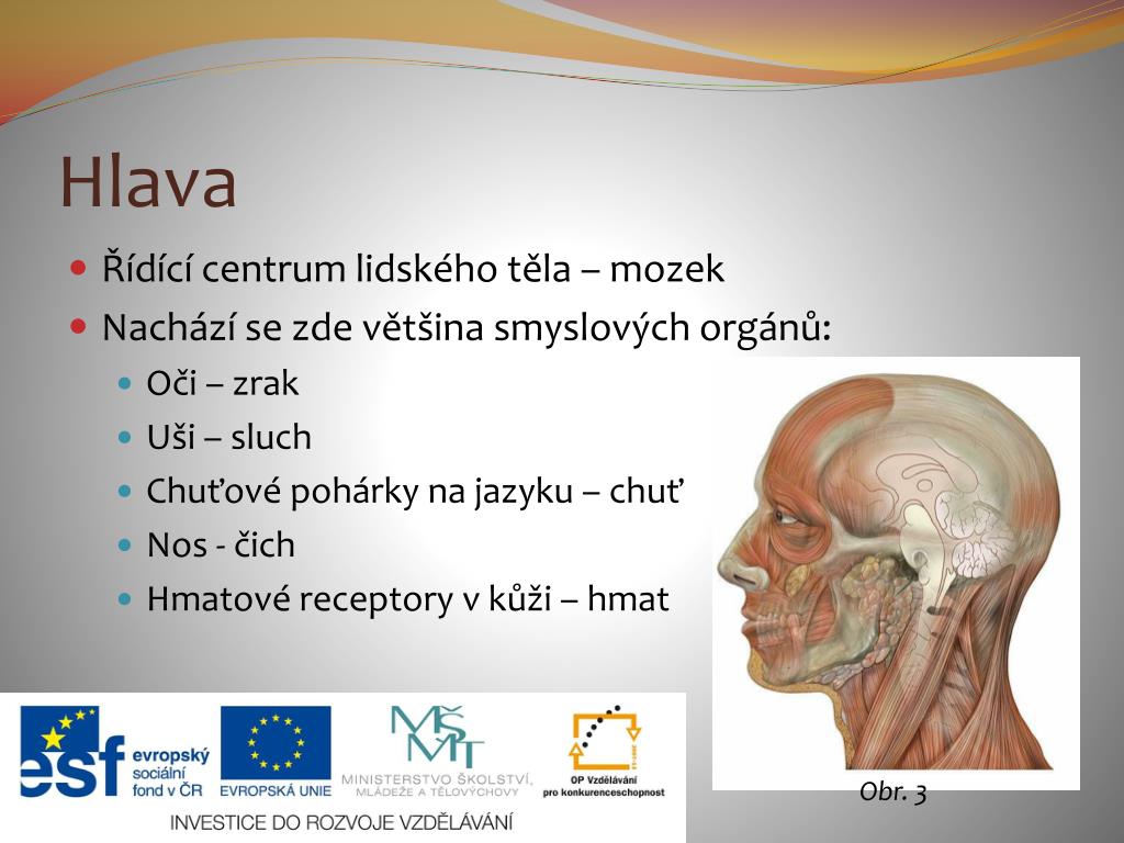 PPT - VNĚJŠÍ ČÁSTI LIDSKÉHO TĚLA PowerPoint Presentation, free download ...