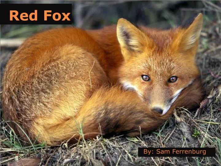 PPT - Red Fox PowerPoint Presentation, free download - ID:2422869