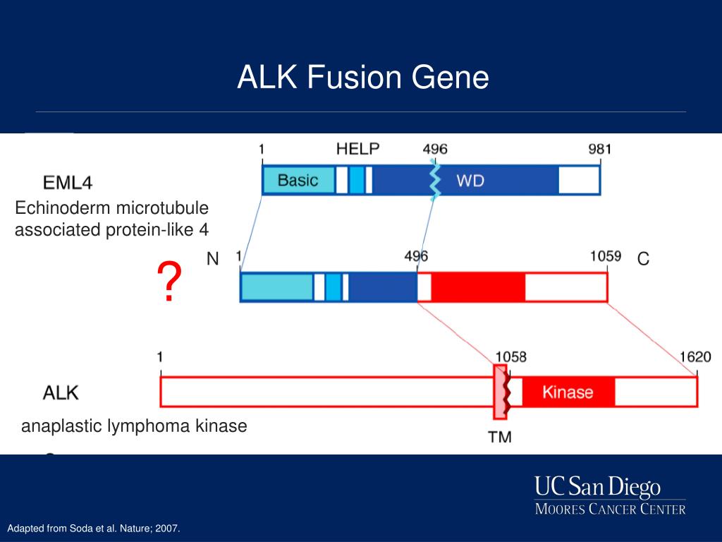 PPT - The Therapeutic I mplications of EML4/ALK, ROS-1 and Other N ew ...