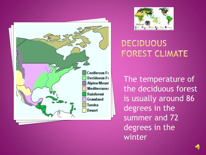 PPT - Deciduous Forest PowerPoint Presentation - ID:2423477