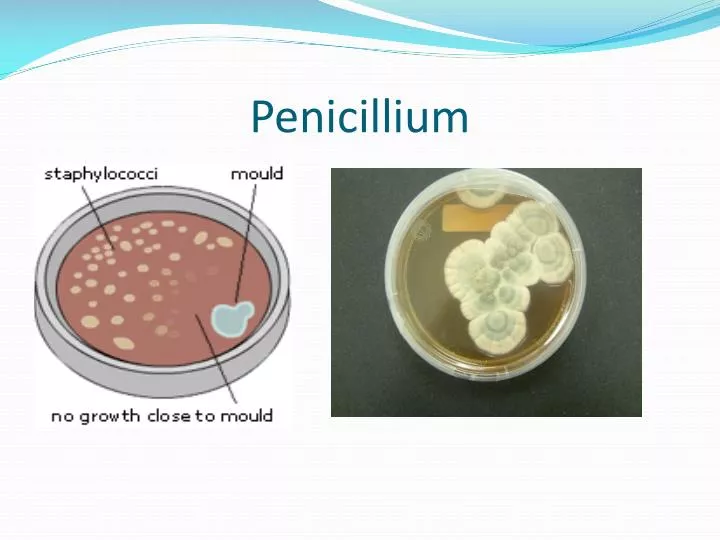 PPT - Penicillium PowerPoint Presentation, free download - ID:2423478