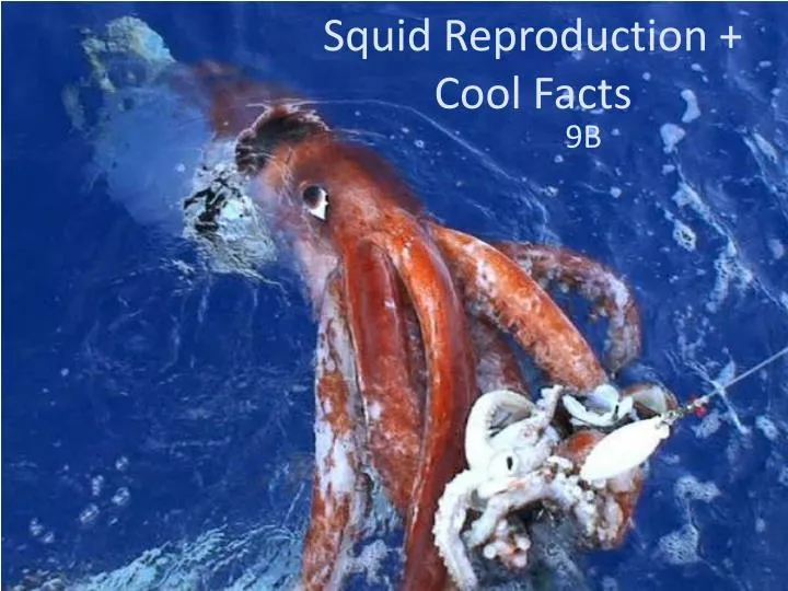 PPT - Squid Reproduction + Cool Facts PowerPoint Presentation, free ...