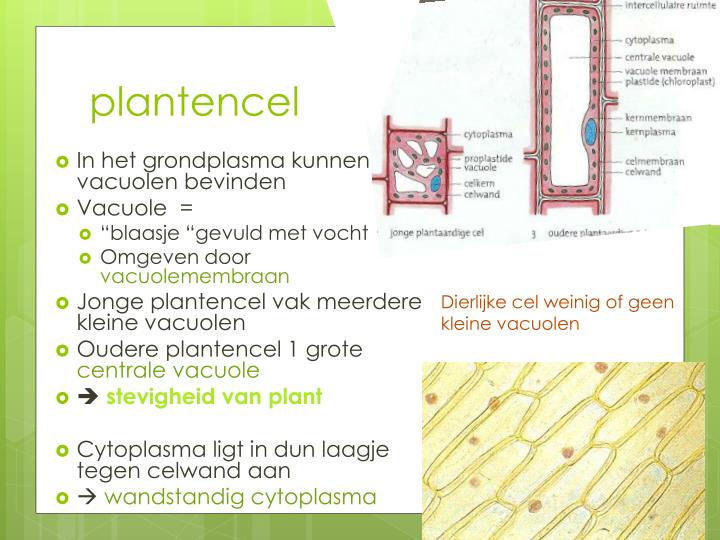 PPT - 5 Plantaardige en dierlijke cellen PowerPoint Presentation - ID ...