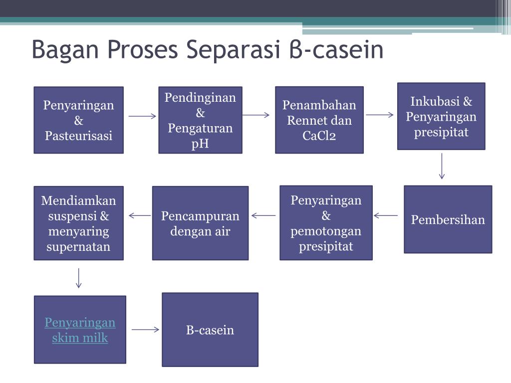 PPT - Separasi β -kasein Kambing Sebagai Suplemen Otot PowerPoint ...