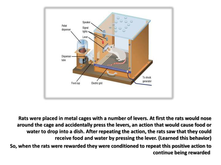 PPT - Theories of First Language Acquisition PowerPoint Presentation ...