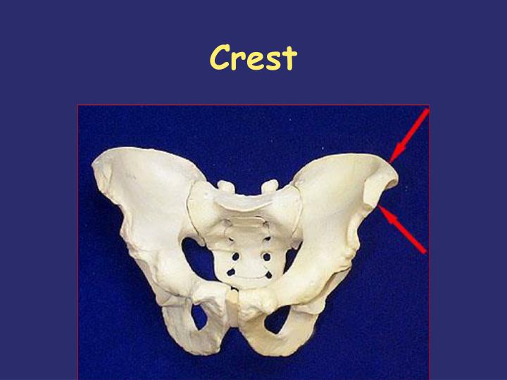 PPT The Skeletal System PowerPoint Presentation ID 2425231
