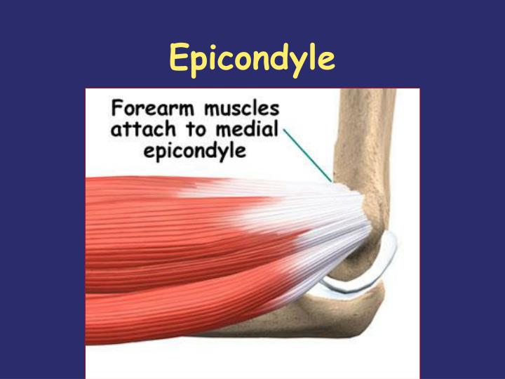 PPT - The Skeletal System PowerPoint Presentation - ID:2425231