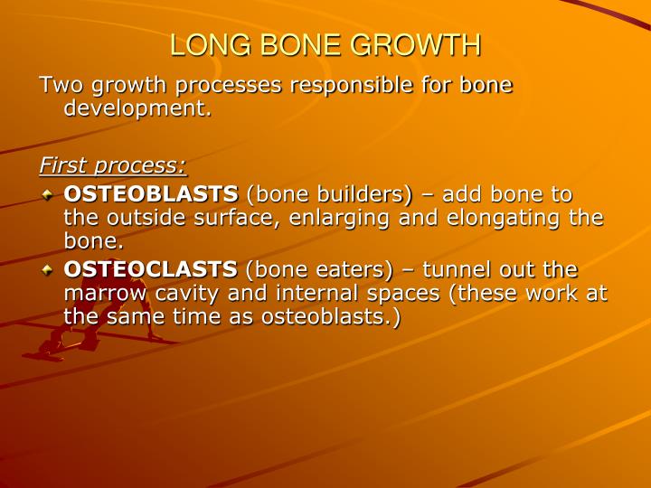 PPT - The Skeletal System PowerPoint Presentation - ID:2425236