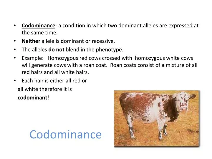 PPT - Codominance PowerPoint Presentation, free download - ID:2425353