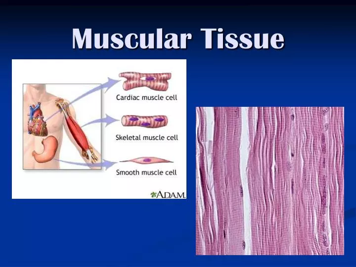 PPT - Muscular Tissue PowerPoint Presentation, free download - ID:2426019