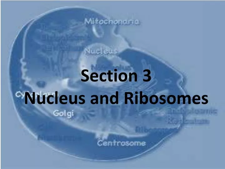 PPT - Section 3 Nucleus and Ribosomes PowerPoint Presentation, free ...