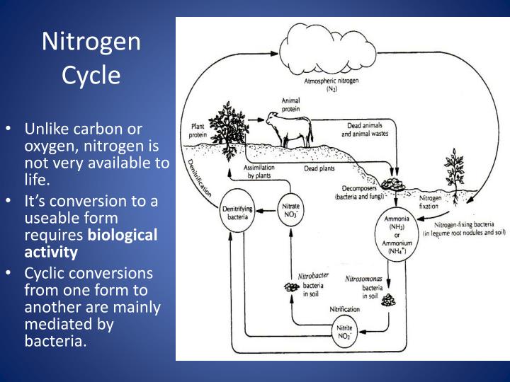 PPT - Nitrogen Cycle in Aquaponics PowerPoint Presentation - ID:2426427