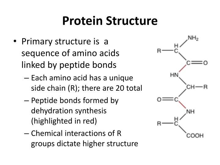 PPT - Protein NMR PowerPoint Presentation - ID:2426489