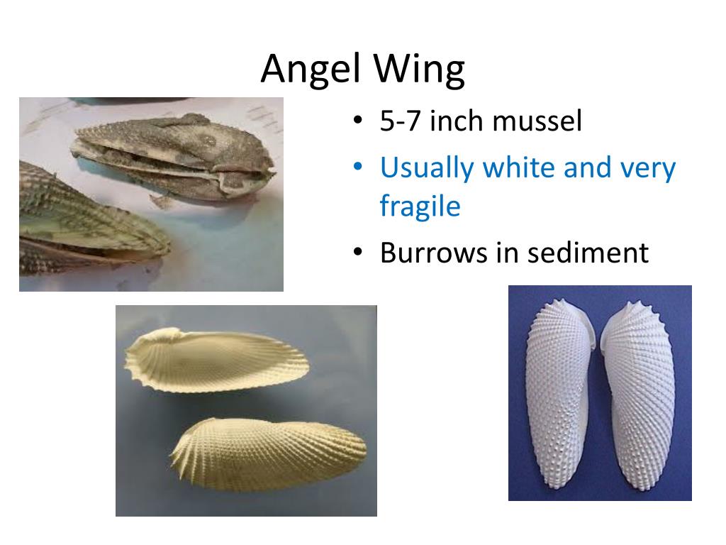 PPT - Marine Biology- 9/9/2013 PowerPoint Presentation, free download ...