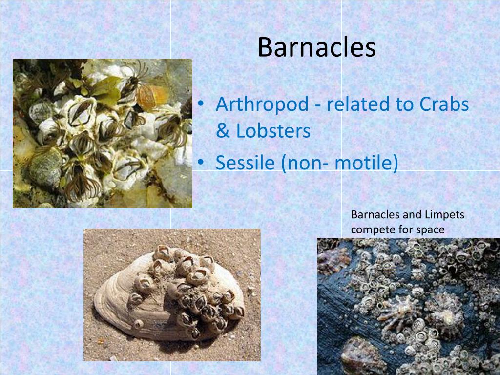 PPT - Marine Biology- 9/9/2013 PowerPoint Presentation, free download ...