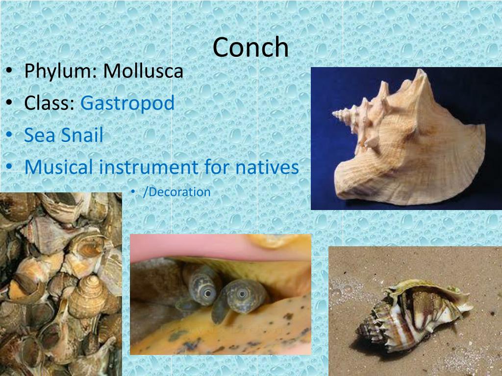 PPT - Marine Biology- 9/9/2013 PowerPoint Presentation, free download ...