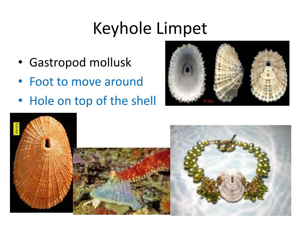 PPT - Marine Biology- 9/9/2013 PowerPoint Presentation, free download ...